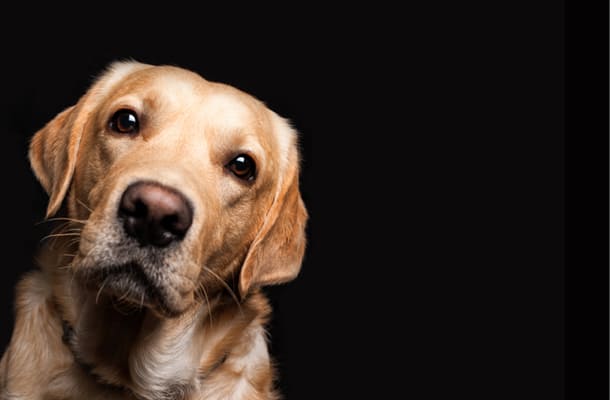 futalis® Individuelle Hundenahrung von Tierärzten entwickelt