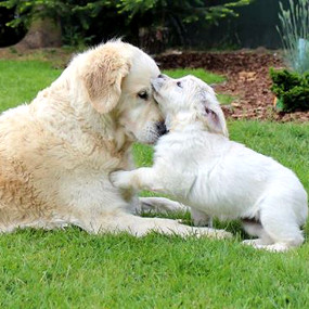 Welpenratgeber - Wissen rund um Hundewelpen » futalis.de