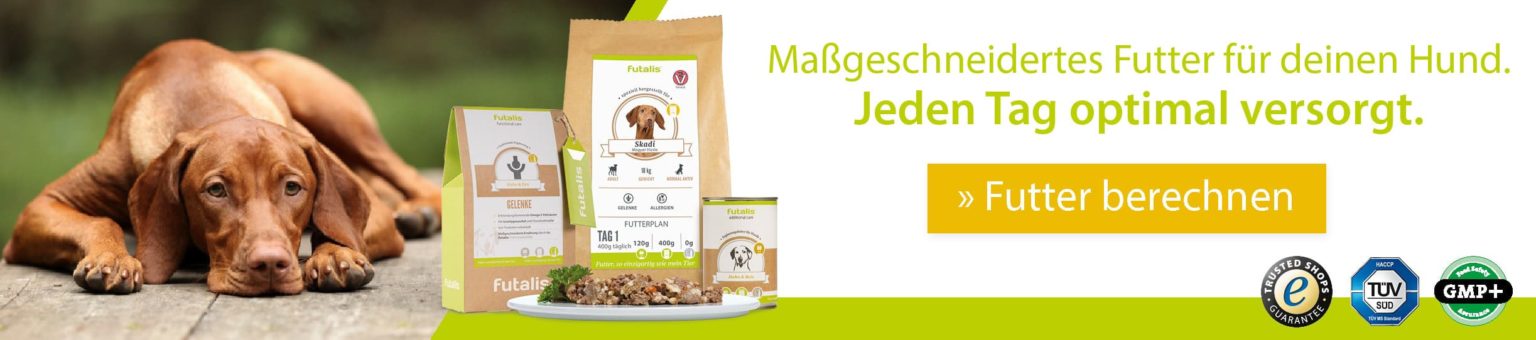 Hund hat immer Hunger: Fressverhalten | futalis.de