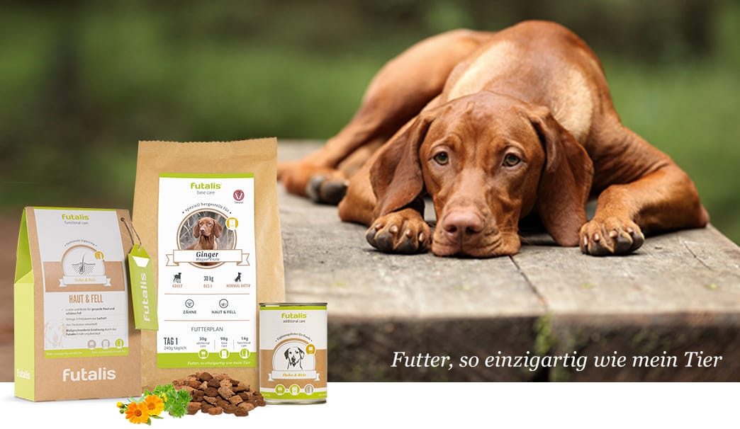 Was ist beim Gassi gehen zu beachten? » futalis.de