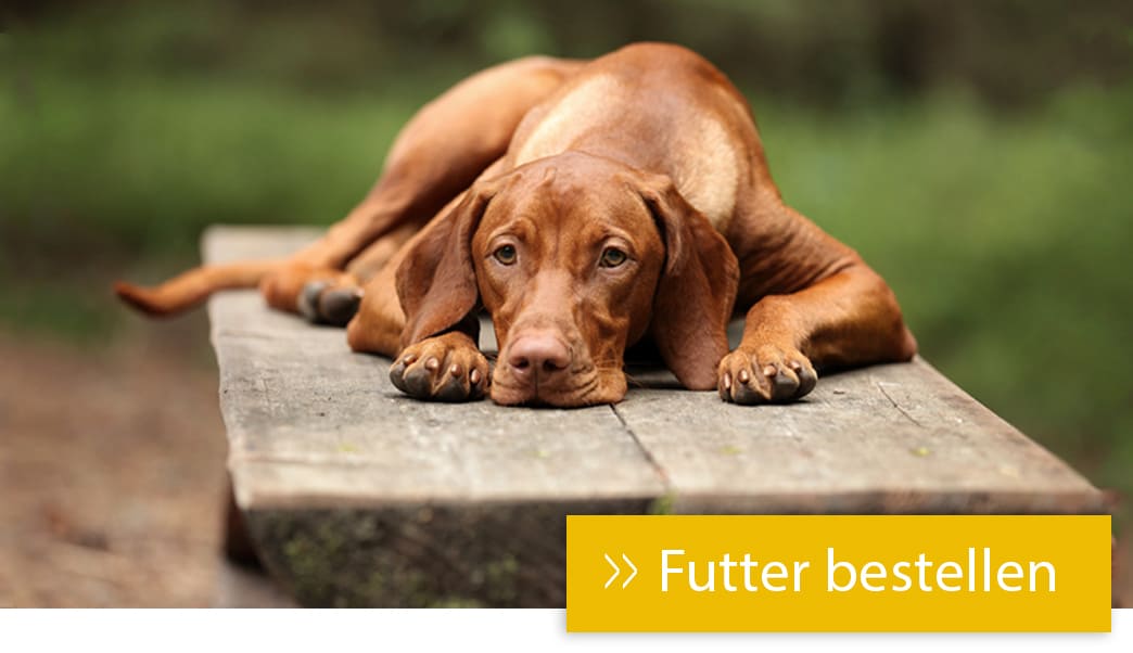 Leishmaniose beim Hund: Symptome, Behandlung & alle wichtigen Infos