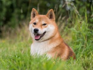 Shiba Inu: Welpen, Preis, Größe und Co. | futalis.de